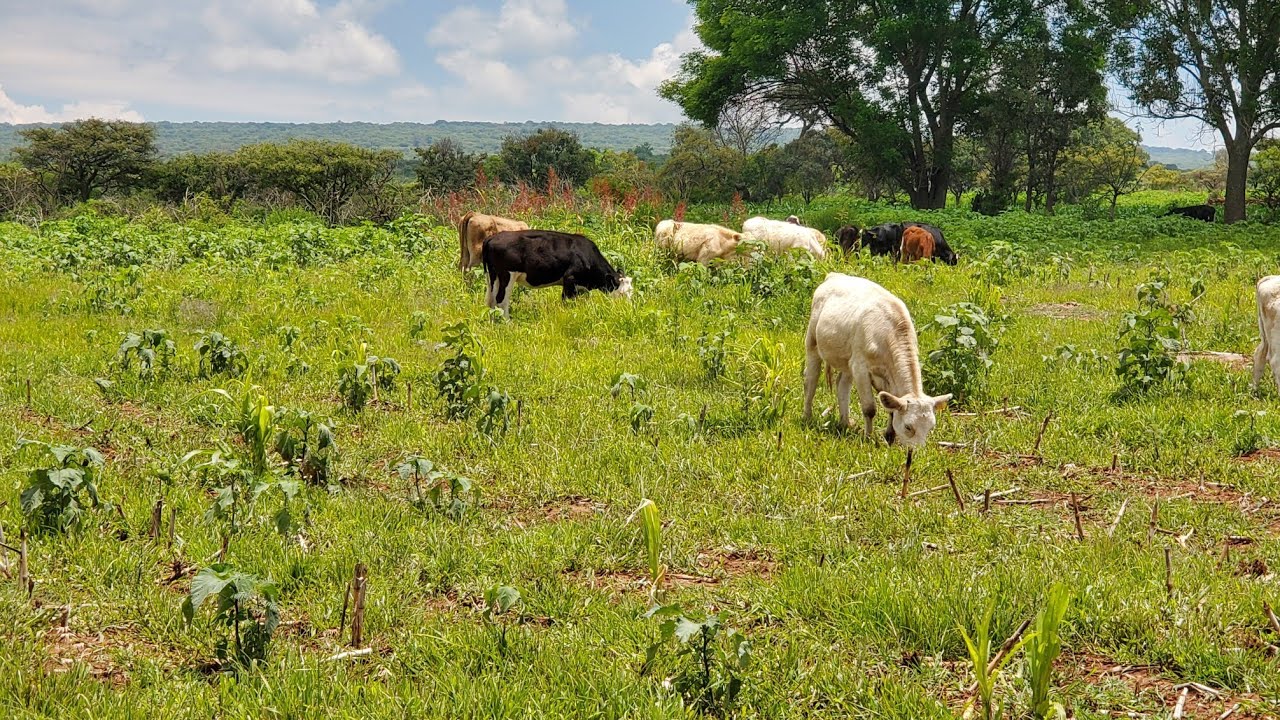 "" AGOSTADEROS""la importacia de degar k se recuperen - YouTube