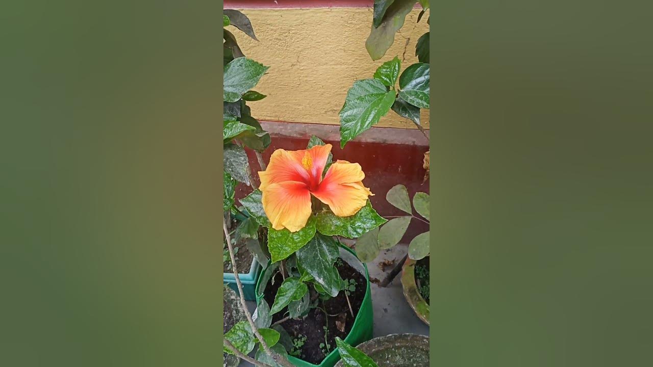 orange java flower#garden plants #garden#garden flower#love garden# ...