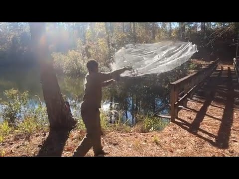 Throwing my CAST NET into BIG LAKE, Fishing for baitfish and invasive ...