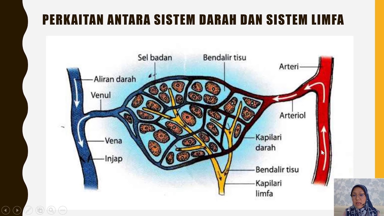 Bab 1 : Sistem Pengangkutan - SISTEM LIMFA - YouTube