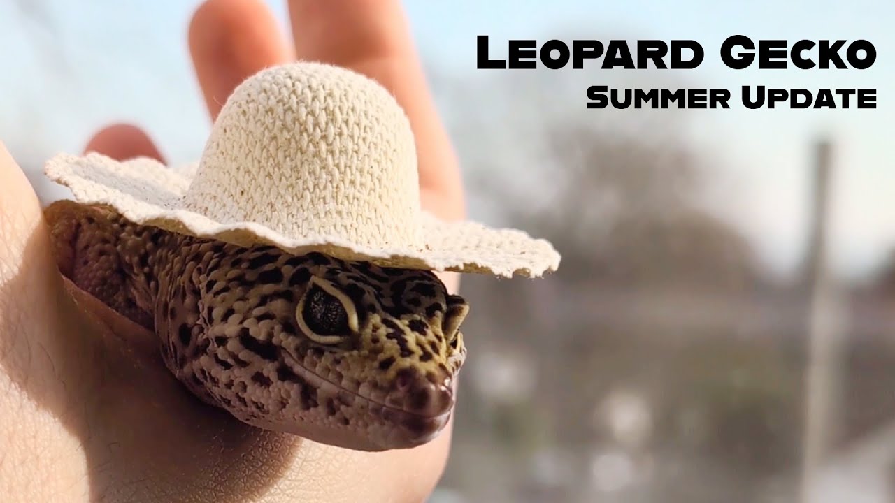 Leopard Gecko - Summer Update 2025 on my gecko and the Channel - YouTube