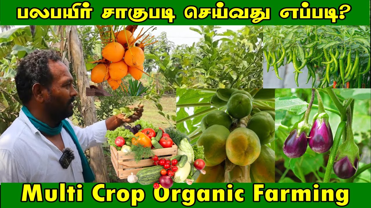 பல பயிர் சாகுபடி | ஆண்டு முழுவதும் வருமானம் | Multi Crop Cultivation ...