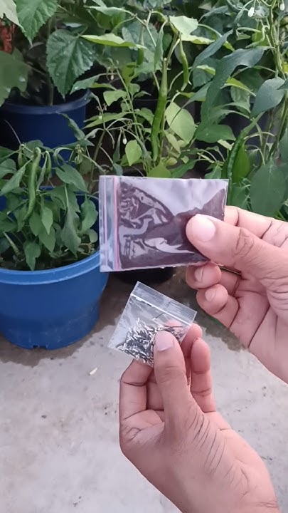 🌹meesho seeds unboxing 🌱 #shorts #gardening #gardeningtips #viral #plants #indoorplants - YouTube