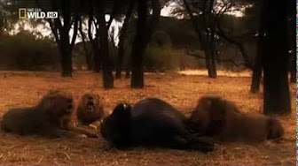 DOCUMENTALES DE ANIMALES SALVAJES. - YouTube