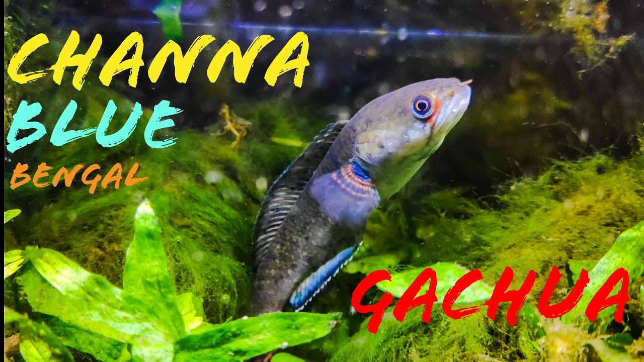 Channa Gachua Bengal Blue
