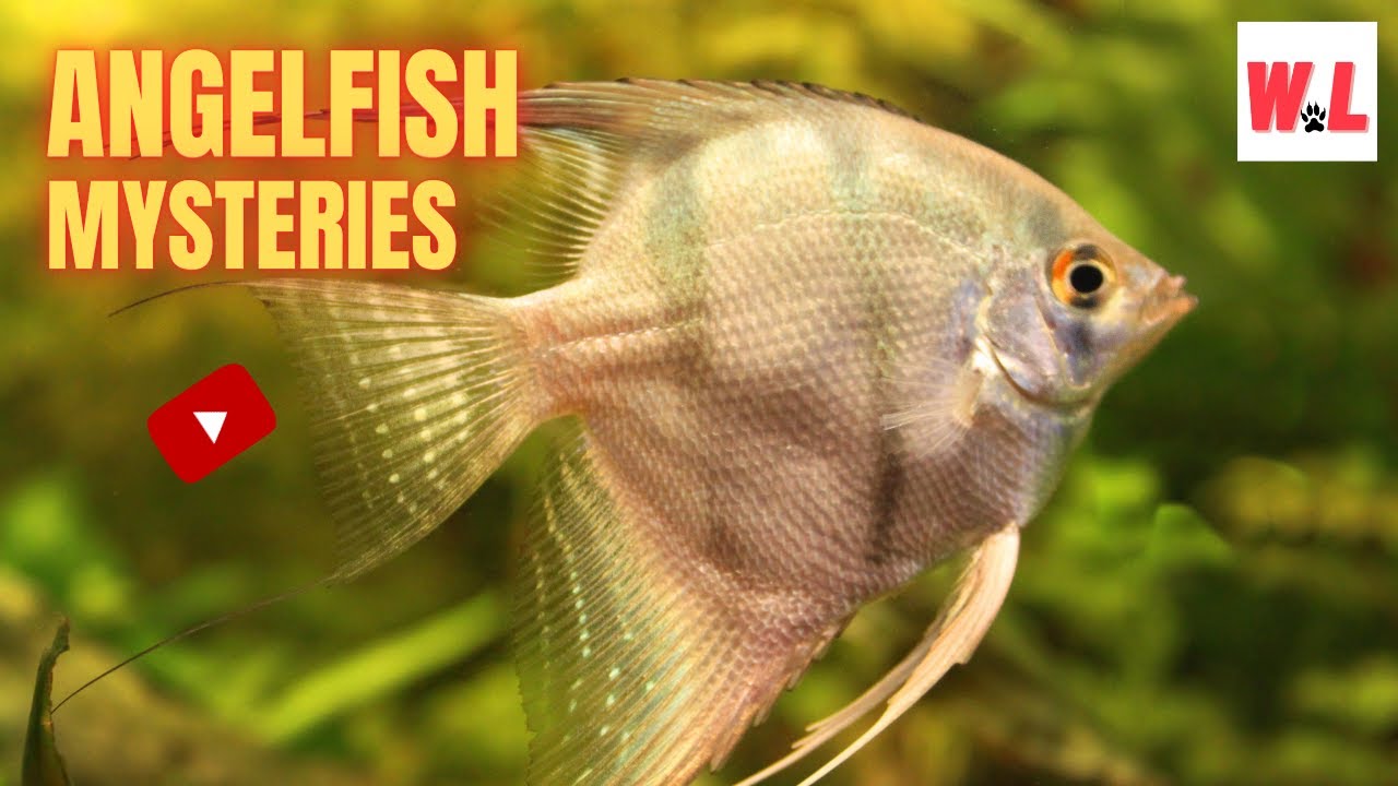 The Angelfish: 10 Mind-Blowing Secrets That You'll Love - YouTube