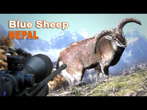 Blue Sheep hunting in Népal // Chasse au Bharal au Népal // 2022 - YouTube
