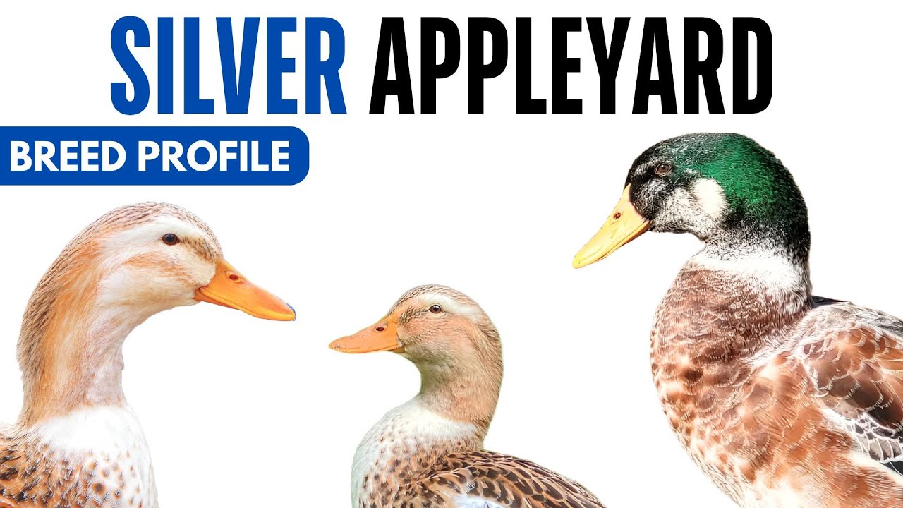 Silver Appleyard Duck Breed Profile History Health Issues - Silver ...