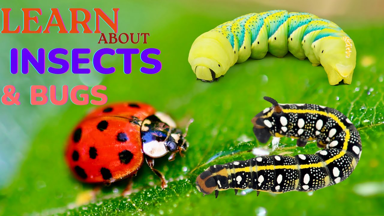 ABC Insects For Kids | Educational Video for Kids| English Vocabulary ...
