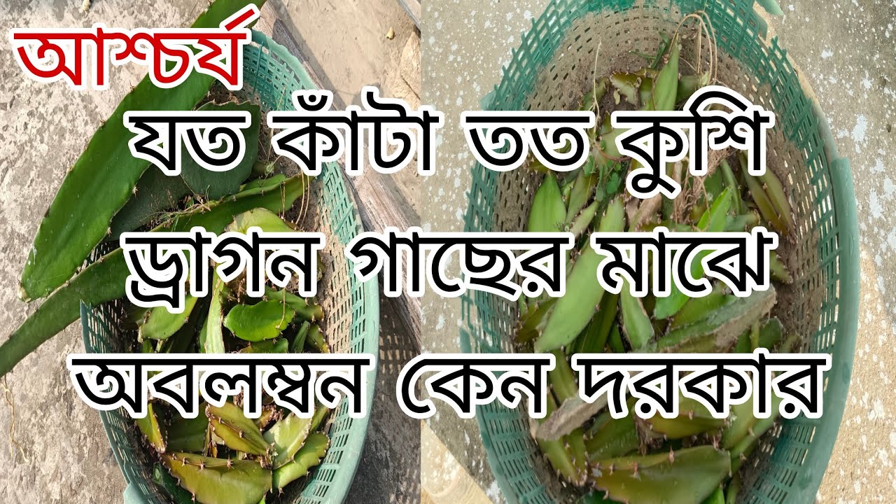 ড্রাগন গাছের গোরা পচে গেলেও ড্রাগন গাছ কিভাবে বেঁচে থাকে আর যত কাঁটা তত ...