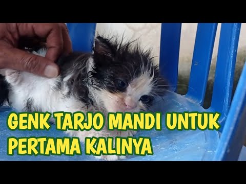 REAKSI GENK TARJO MANDI UNTUK PERTAMA KALINYA - MANDIIN ANAK KUCING USIA 1 BULAN