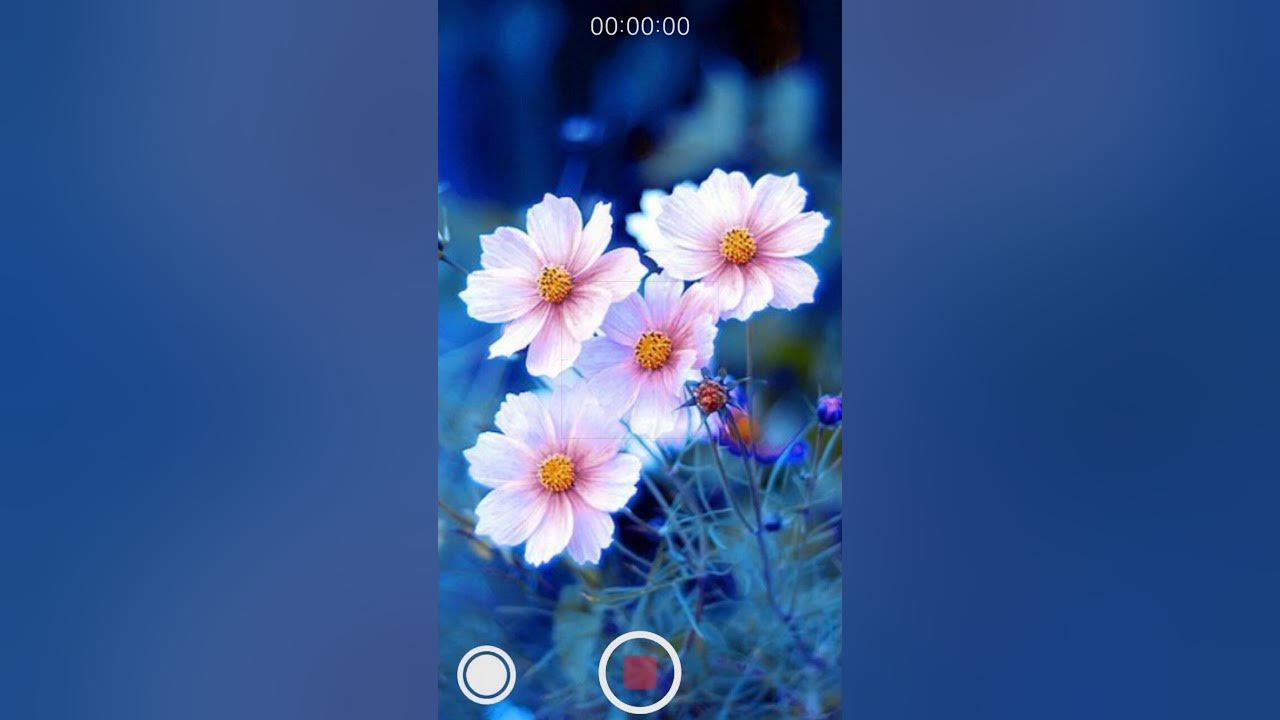 Little by little does the trick#shorts #CLASSICAL REVIVAL - YouTube