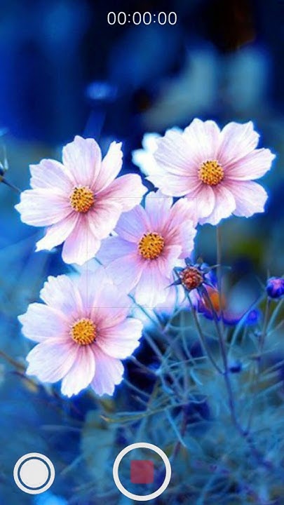 Little by little does the trick#shorts #CLASSICAL REVIVAL - YouTube