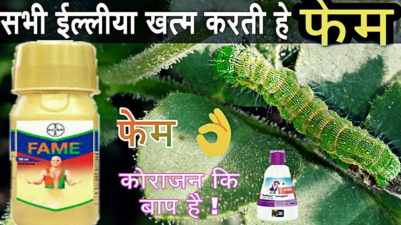 Fame is better than coragen | Bayer fame insecticide | - YouTube
