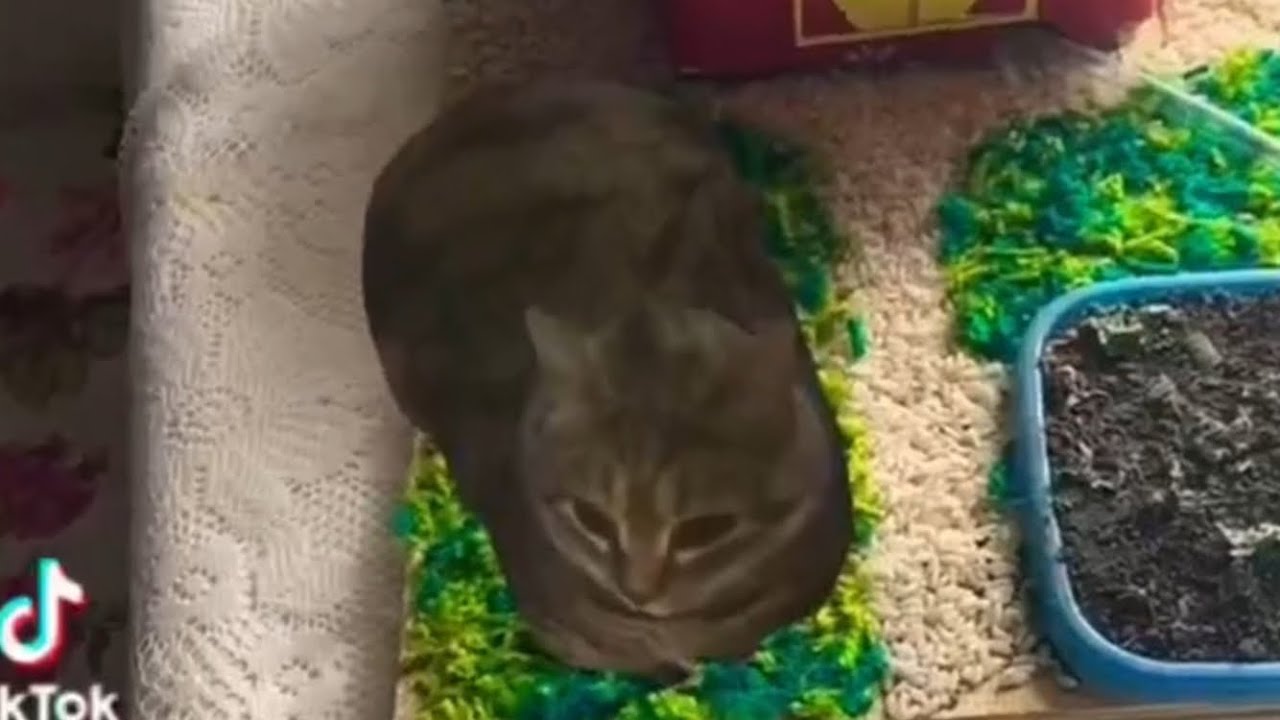 Cat Spinning Meme Compilation 1 - YouTube