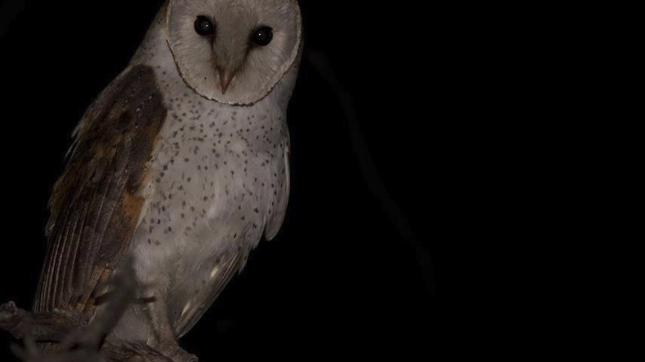 The Smiling Owl Creepypasta - YouTube