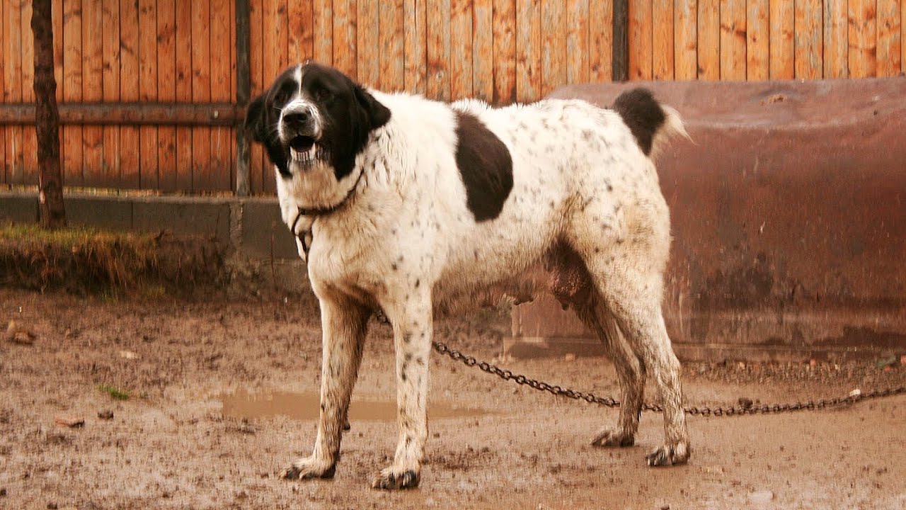 Turkmen Alabai guarding TEST 12 - Central Asian Shepherd female - YouTube