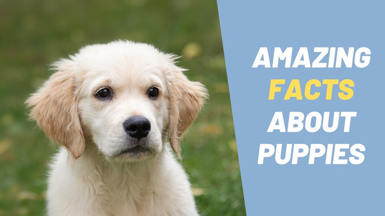 Top 25 Amazing Facts About Puppies YouTube top-25-amazing-facts-about-puppies-youtube