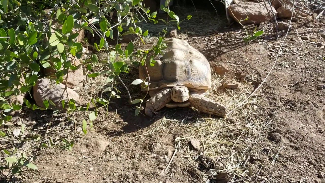 Sulcata tortoise habitat in Arizona Part 2 - YouTube
