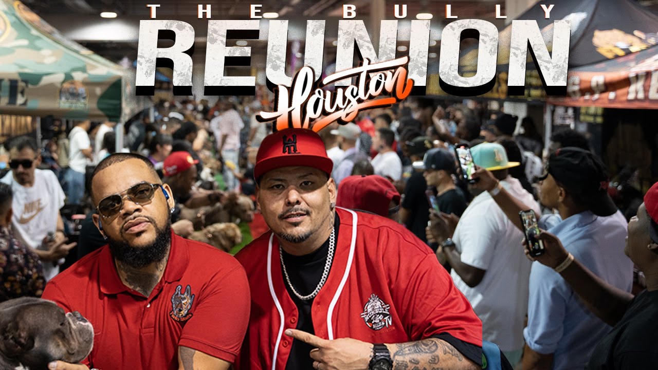 American Bully show the bully Reunion Houston With Voice Haynes and ...