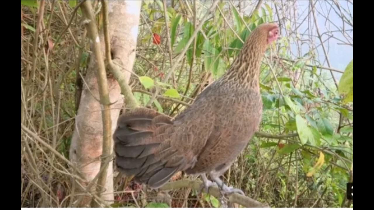 ສຽງ ໄກ່ ປ່າ ຕົວ ເມຍ suab poj. qaib seev tsauj cuab tuag 100% - YouTube