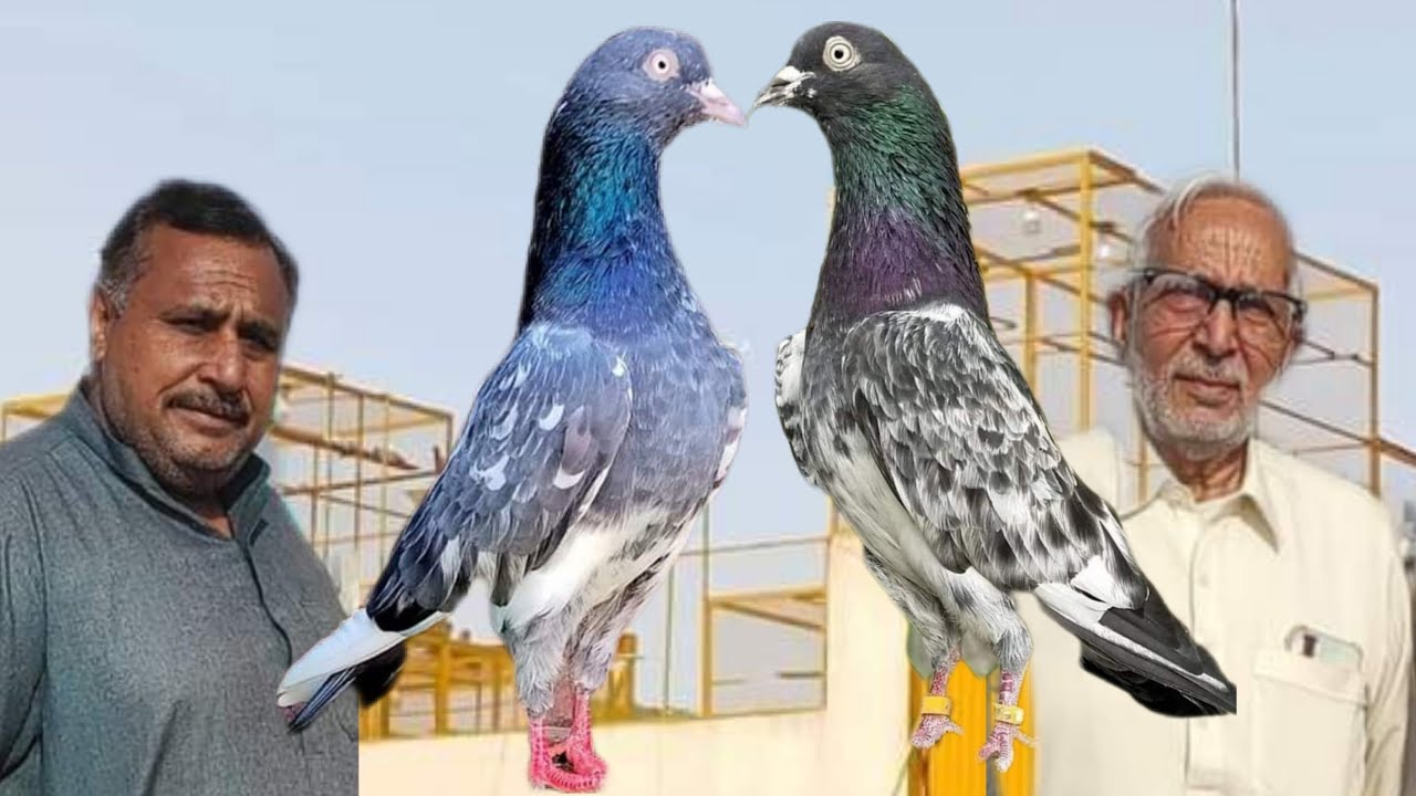 Ustad Shaukat Phalwan of Kasur ki chat se pigeons - YouTube