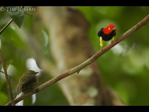 Cortejo "moonwalk" - YouTube