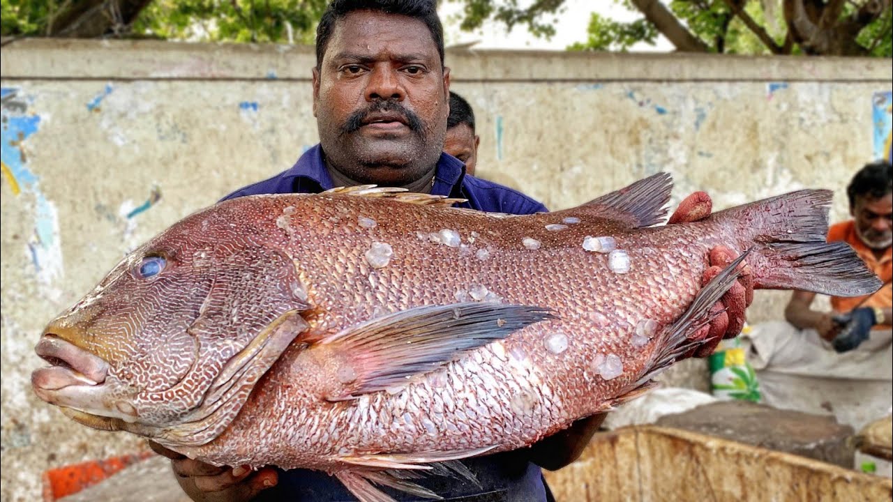 KASIMEDU 🔥 SPEED SELVAM | BIG SIZE KORALI FISH CUTTING | 4K VIDEO | KM ...