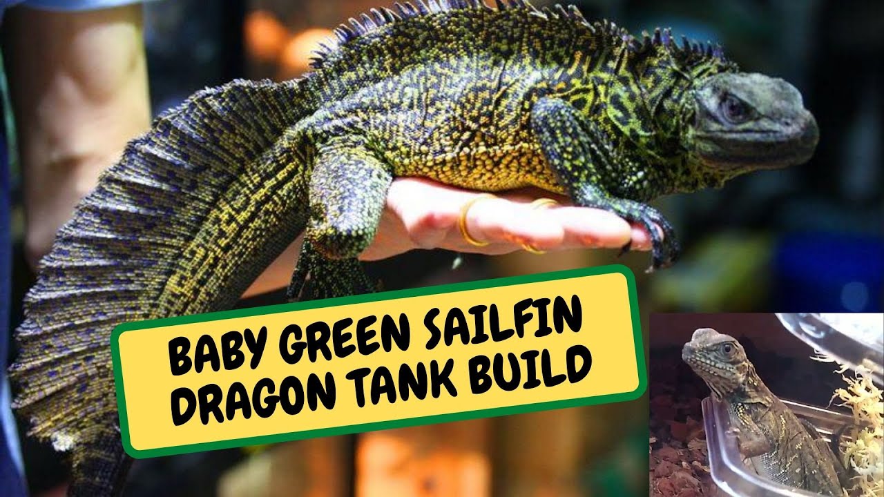 BABY GREEN SAILFIN DRAGON TANK BUILD (Snake Island Exotics) - YouTube