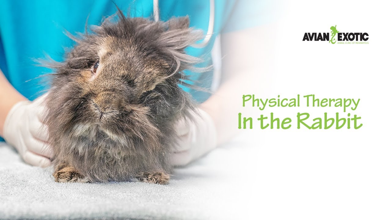Physical Therapy in the Rabbit - YouTube