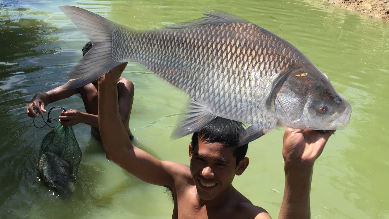 Amazing Human catch Fishes by hand in my Village Net Fishing in my ...
