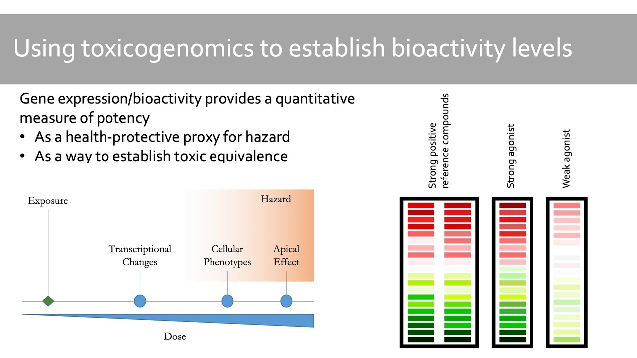 Toxicogenomics in Action - YouTube