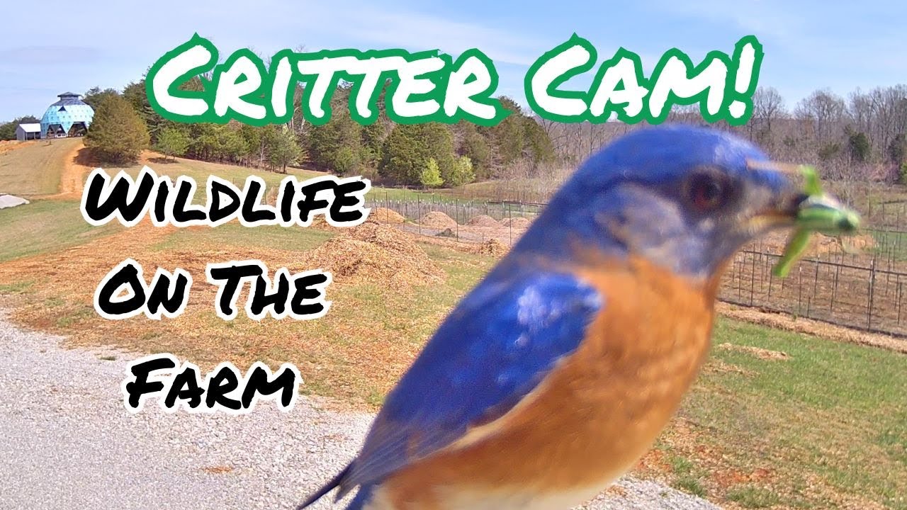 Wildlife Sightings On The Farm...March Critter Cam! - YouTube