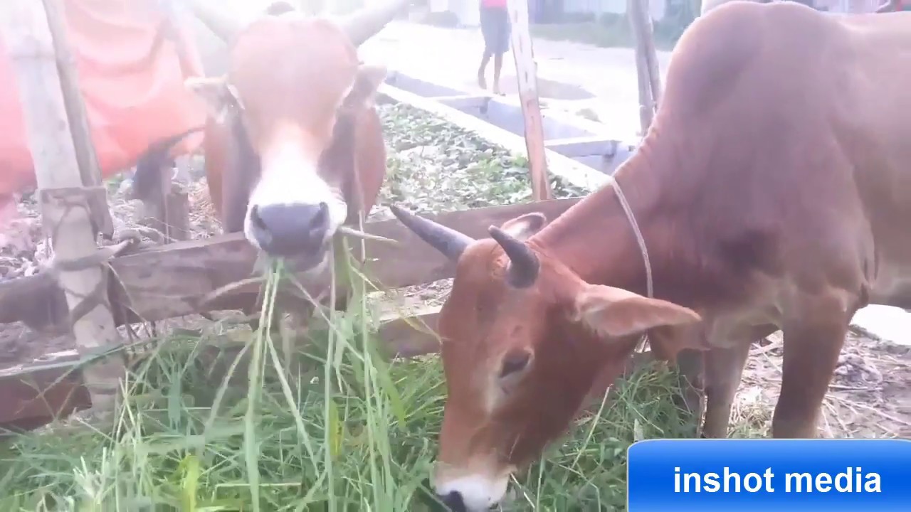 গরু ছাগল ও কুকুর | বাংলায় ডাবিং | The cow talking | funny video - YouTube