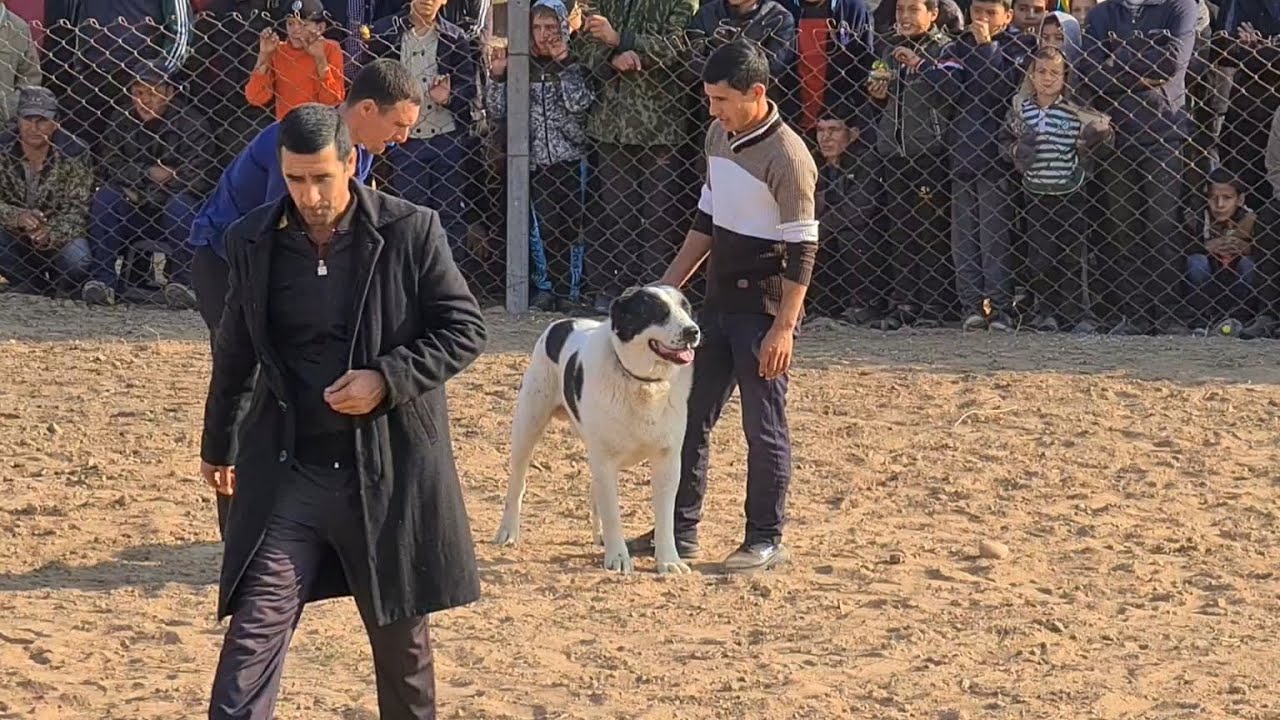 Turkmen Alabai Dog Show – One of the Tournament Participants! - YouTube