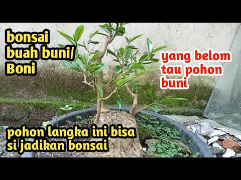bonsai Buah buni/Boni