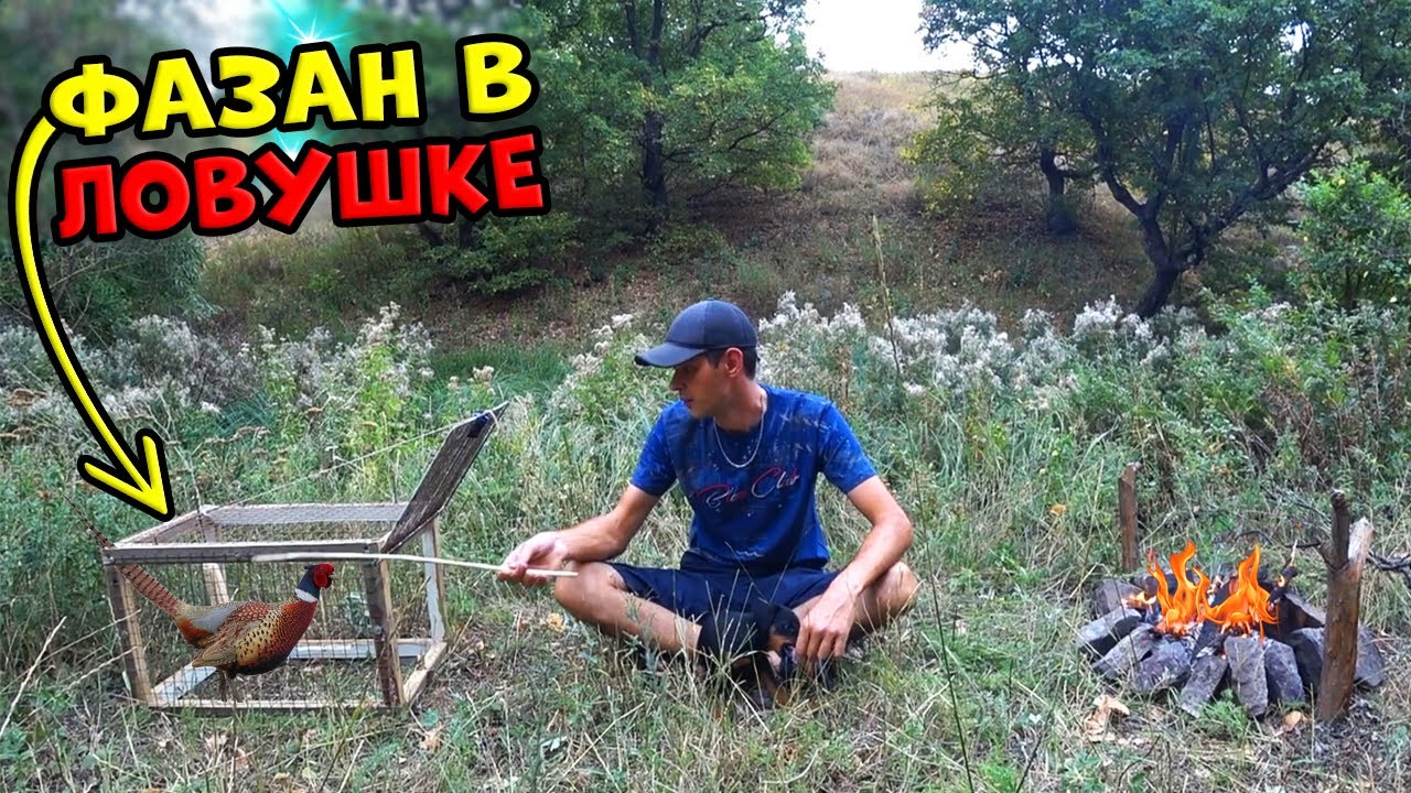 Ловушка на фазанов ЯЩИК Youtube