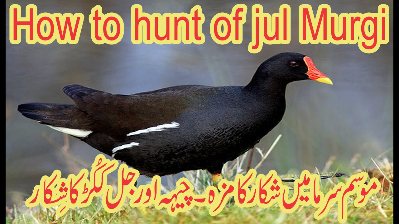 How to hunt jal murgi /Hunting Season 2019 /Winter Season Hunting ...