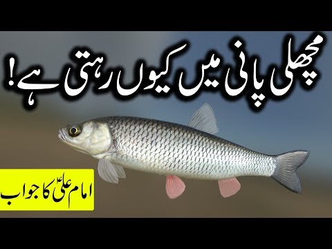 Machli Pani Main Kyo Rehti Hai Hazrat Imam Ali as Ka Jawab | Fish in Water | Mehrban Ali