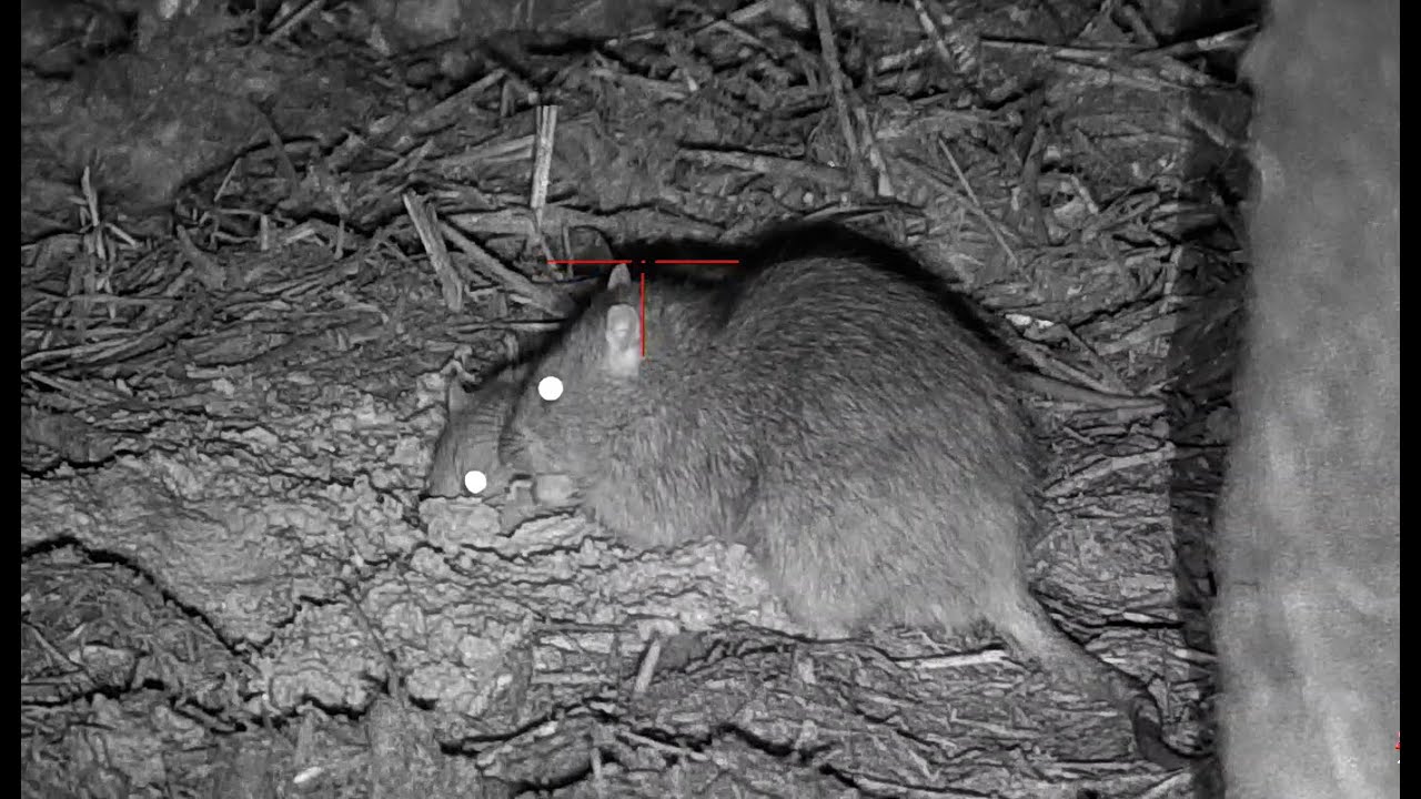 Rat Despatch XLII - All New Bumper Edition - 100+ Scaly Tails To End ...