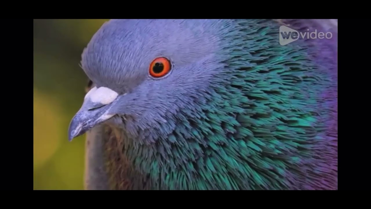 CIA Spy Birds conspiracy theory - YouTube