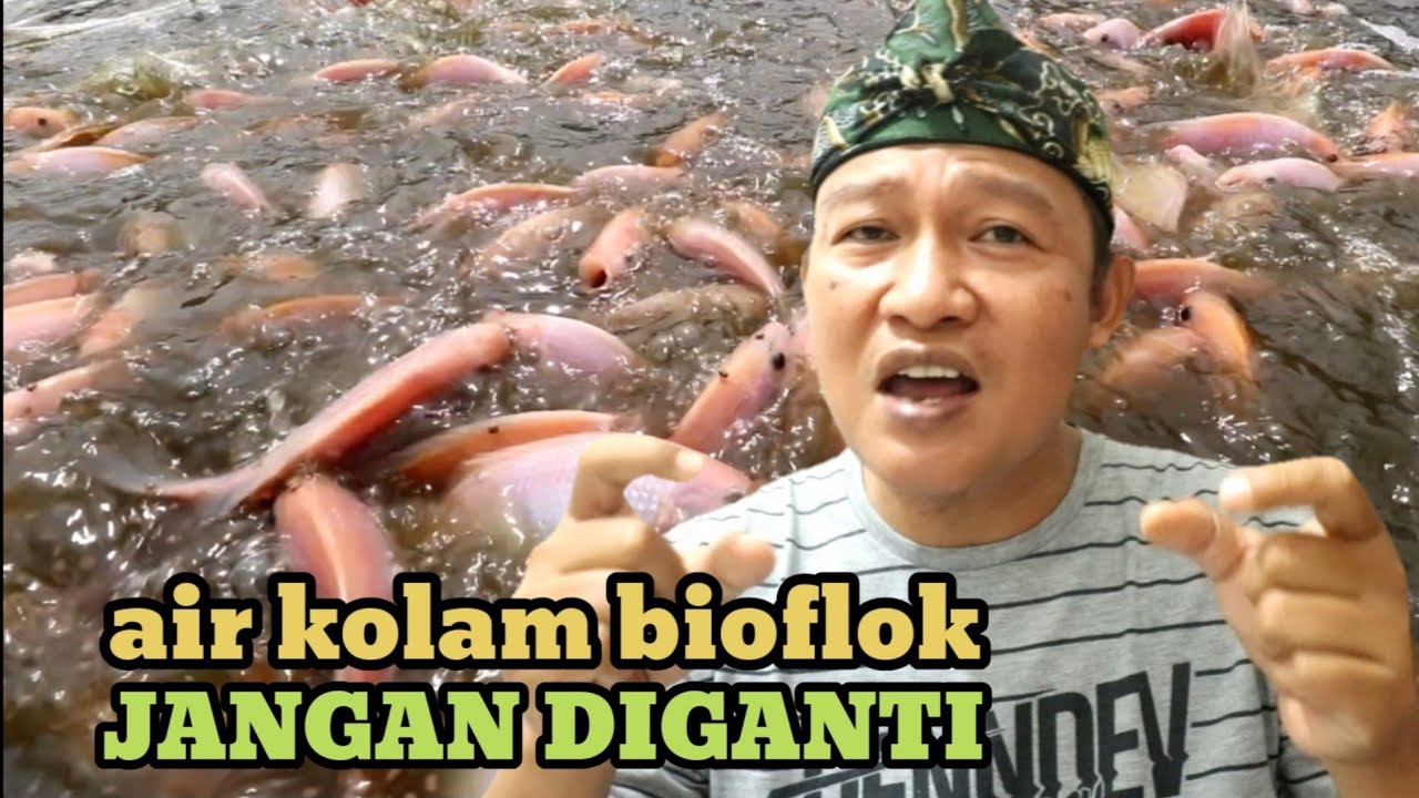 ini tips budidaya ikan konsumsi di rumah dengan metode bioflok - YouTube