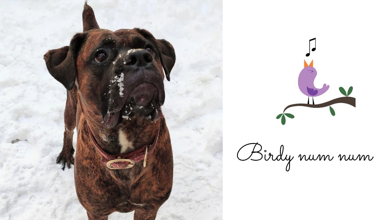 Birdy num num 🐦 - YouTube