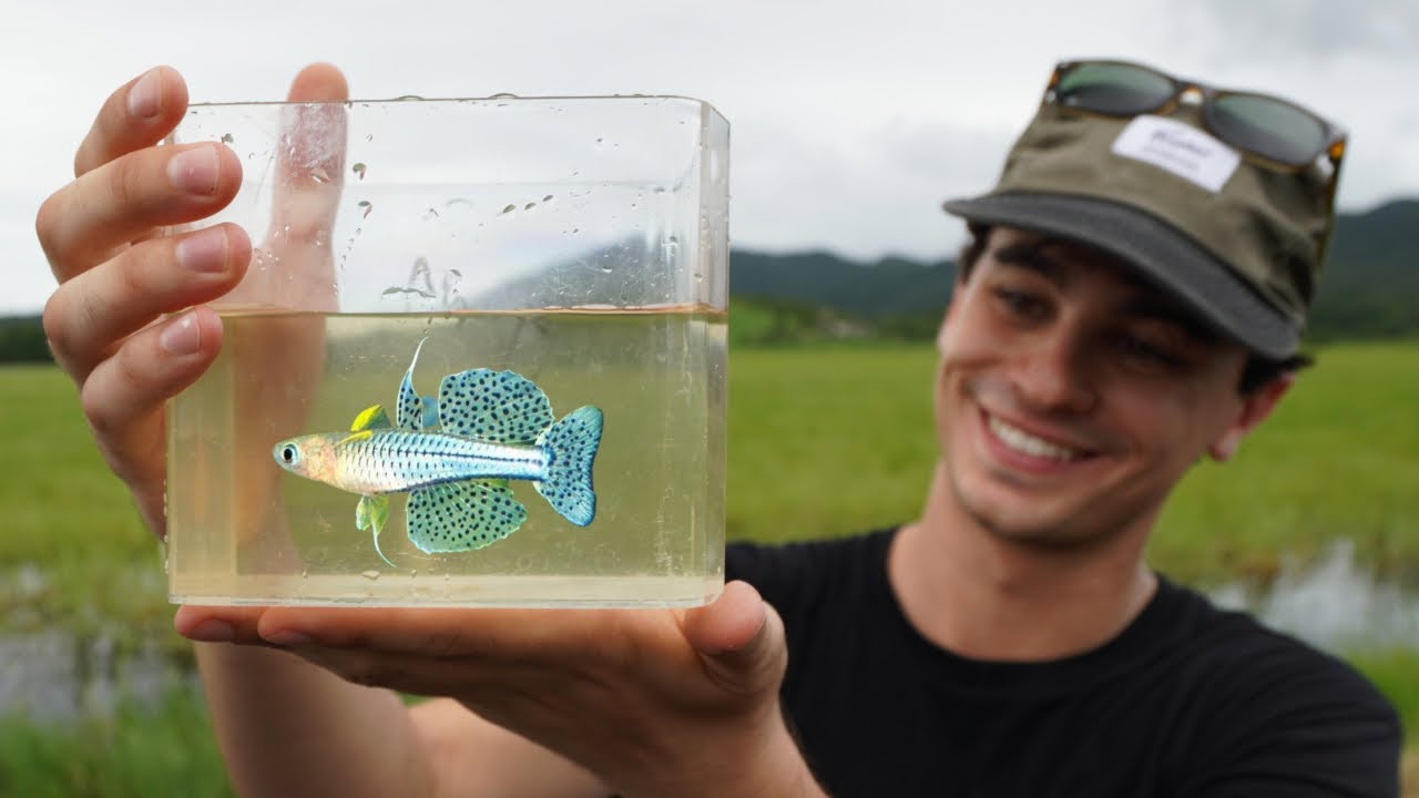 Catching Aquarium Fish in the Wild! - YouTube
