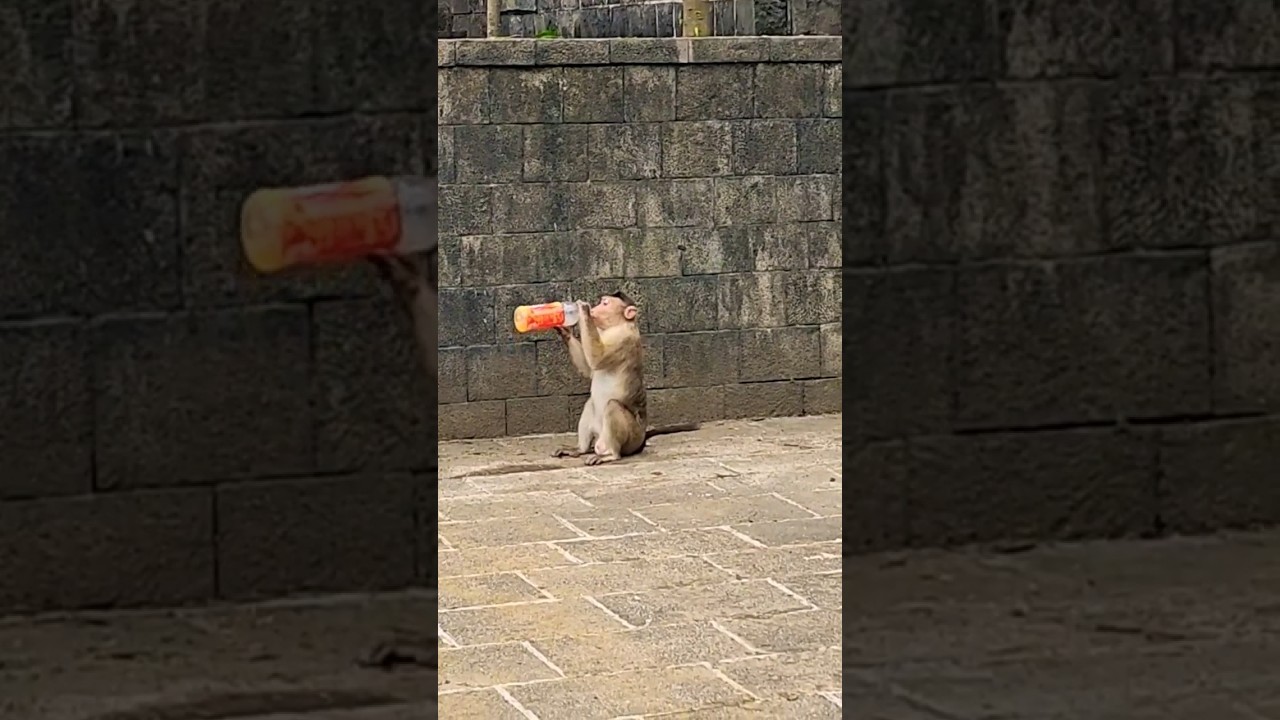 Monkey drinking maaza - YouTube