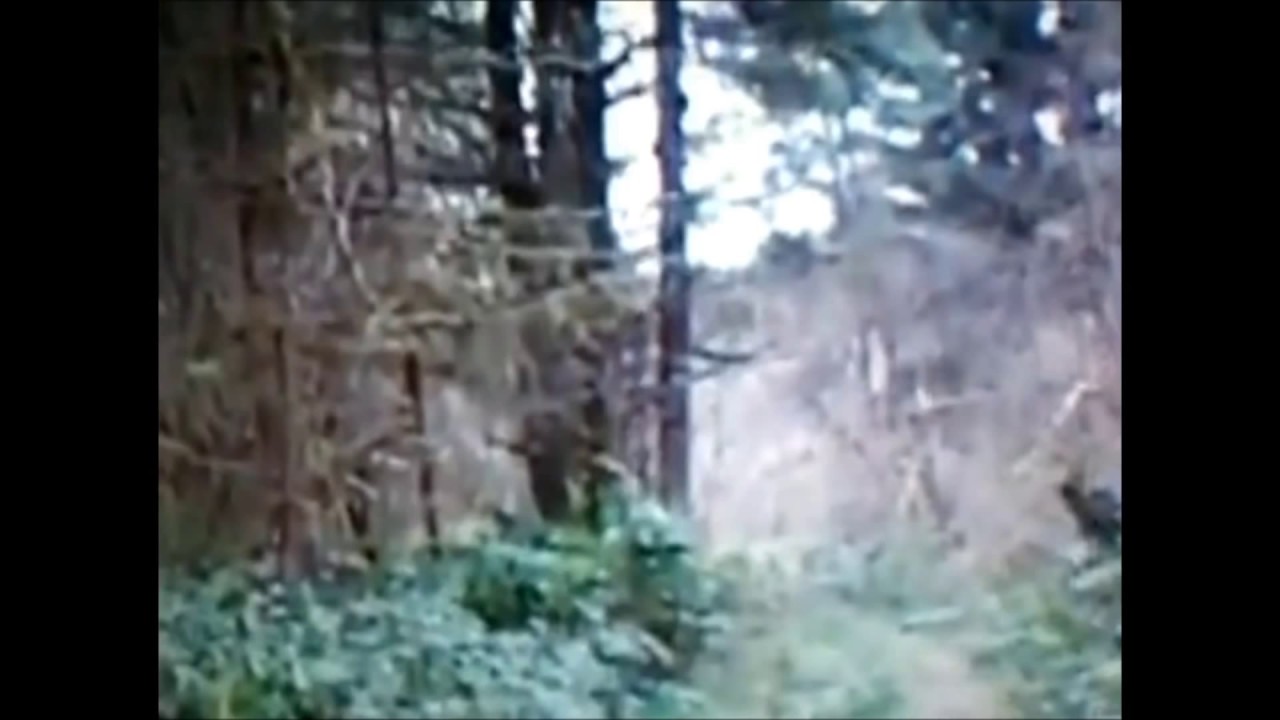 Kentucky Bigfoot footage shot from an ATV - YouTube