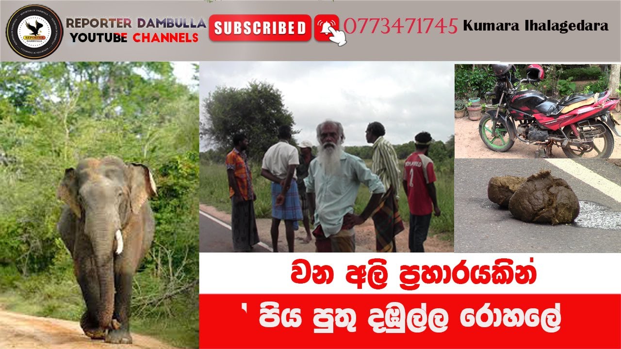 වන අලි ප්‍රහාරයකින් පිය පුතු දඹුල්ල රෝහලේ | REPORTER Dambulla ...