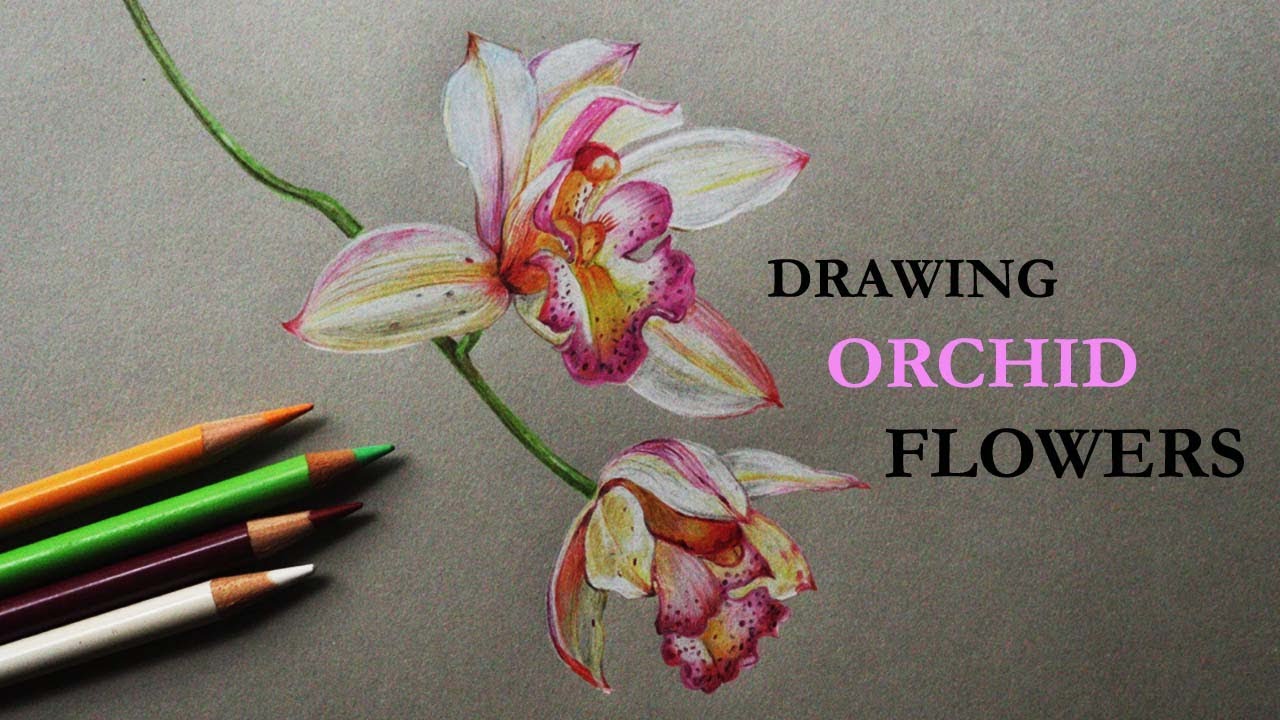 Orchid flowers drawing | Flower drawing | Color pencil drawing - YouTube