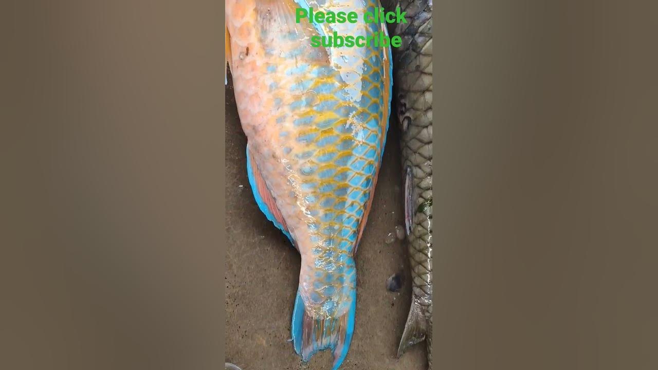 fish seafoodspicy Kili Meen amazingfish YouTube fish-seafoodspicy-kili-meen-amazingfish-youtube