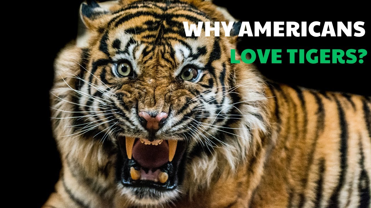 Decoding the mystery: Why Americans love tigers more than any other ...